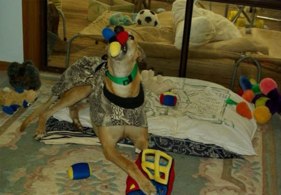 Animal Enrichment - Noah's Crossing Veterinary Clinic